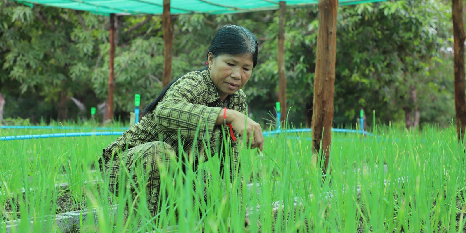 From Lake to Land: How Mrs Sokea turned challenges into green growth on Tonlé Sap | VSO